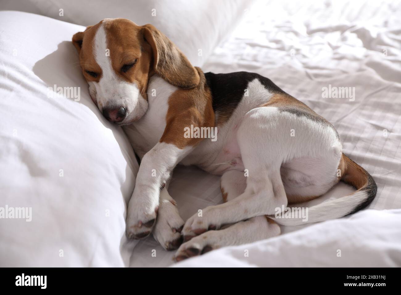 Cute Beagle puppy sleeping on bed. Adorable pet Stock Photo - Alamy