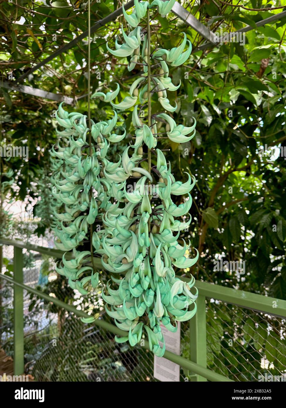 Jade vine flowers hi-res stock photography and images - Alamy