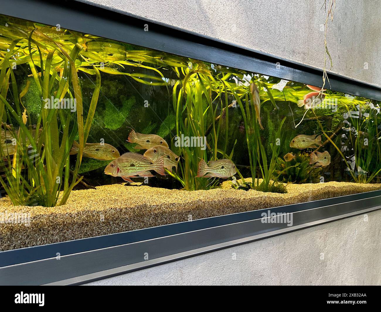 Aquarium with fish and underwater plants in botanical garden Stock ...