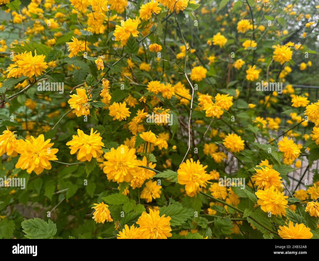 Beautiful blooming kerria japonica bush with yellow flowers outdoors ...