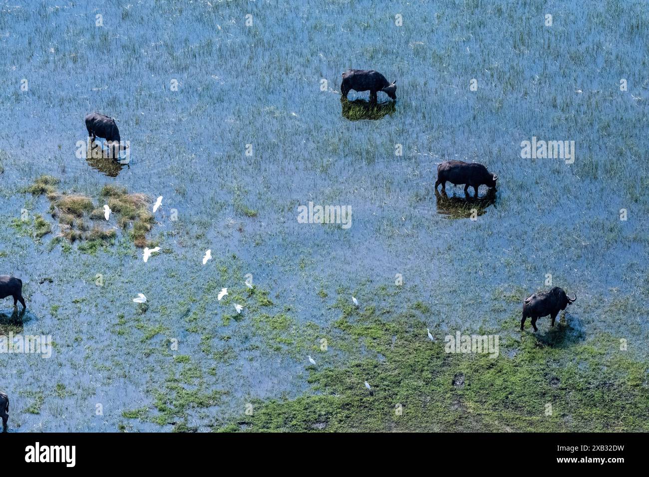 Arial telephoto shot of an African Buffalo -Syncerus caffer- grazing in ...
