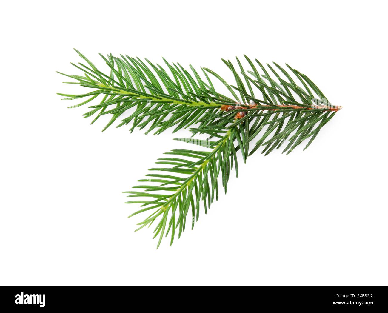 Top pine tree green Cut Out Stock Images & Pictures - Alamy
