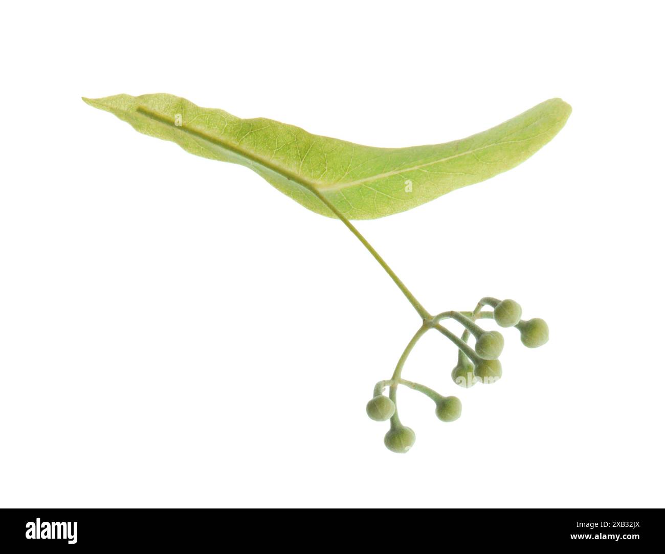 Twig with linden flower buds and leaf isolated on white Stock Photo - Alamy