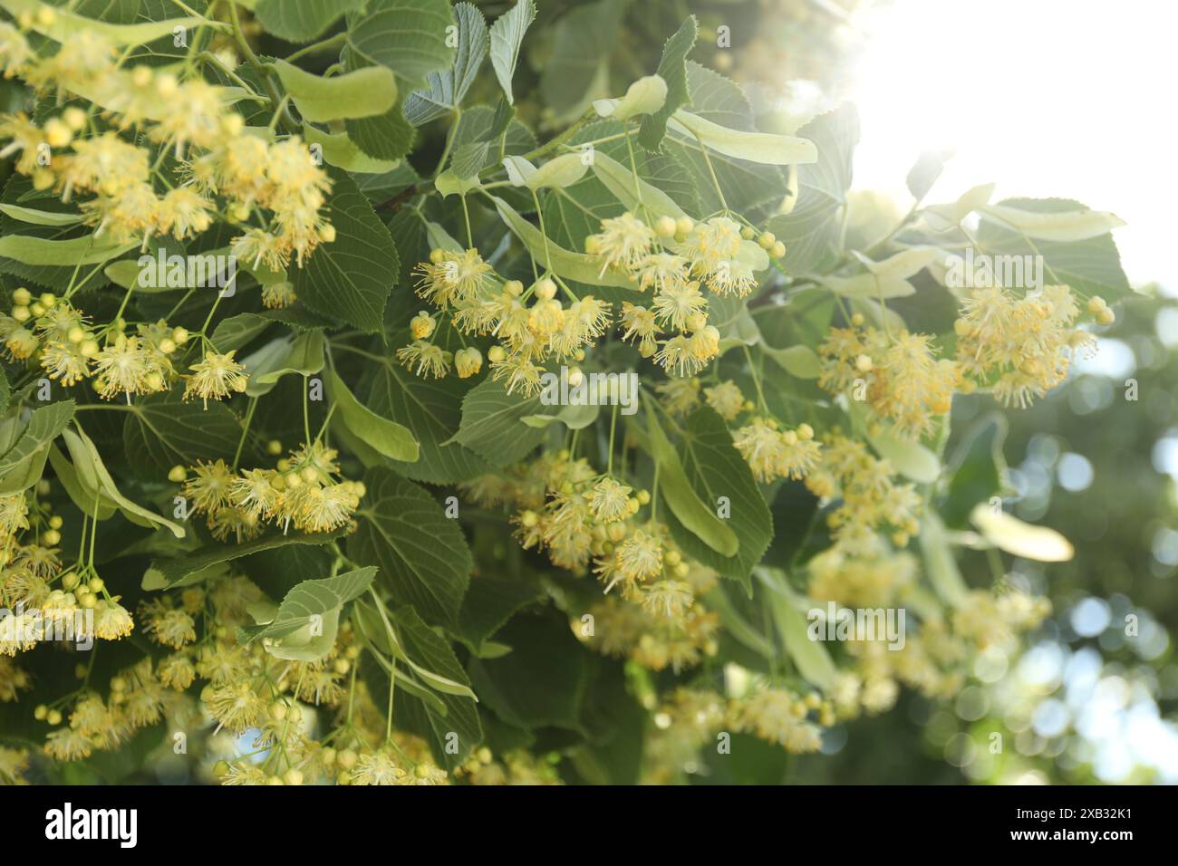 Linden tree blossoms green leaves hi-res stock photography and images ...