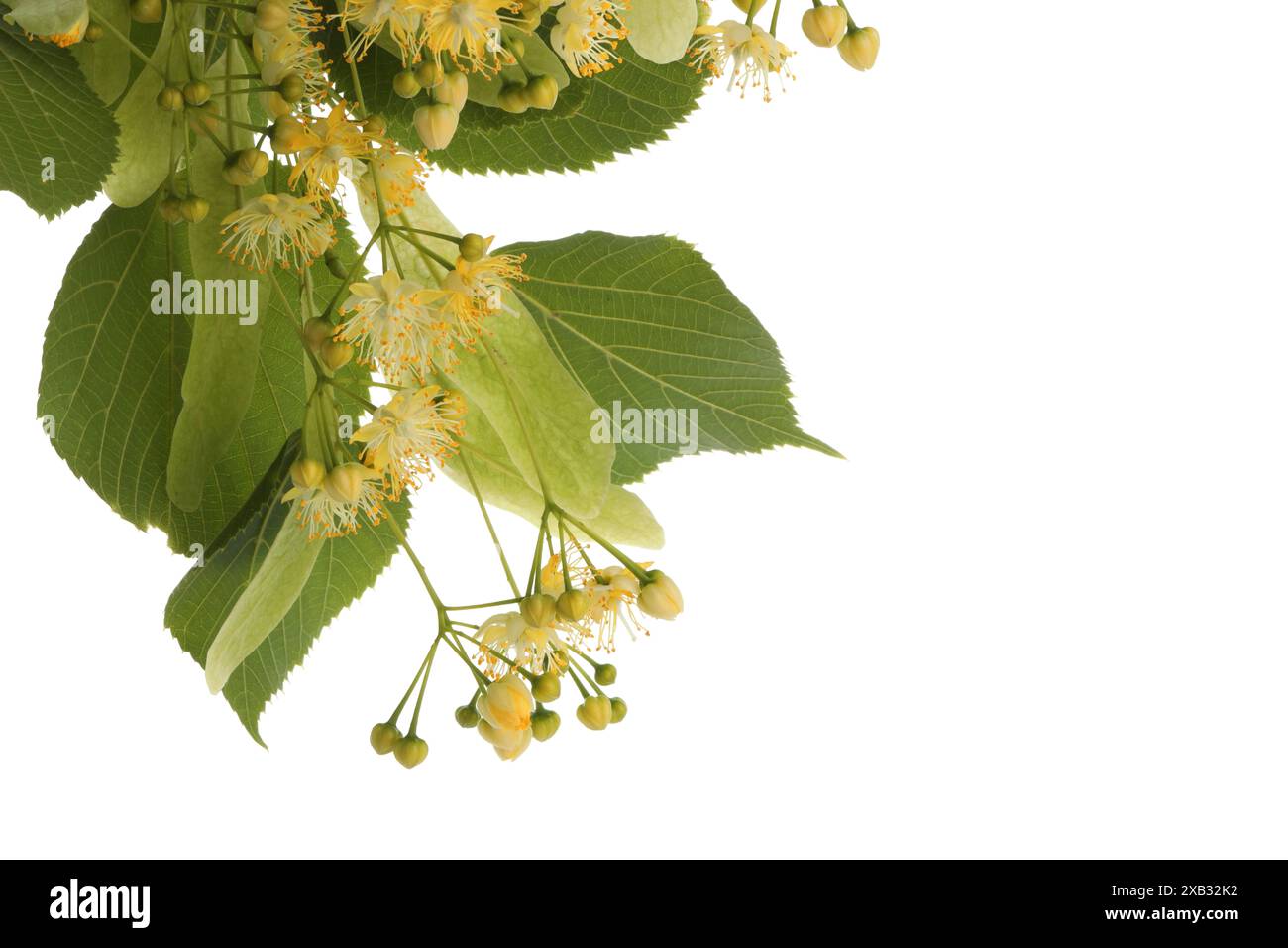Linden flowers ecology background hi-res stock photography and images ...