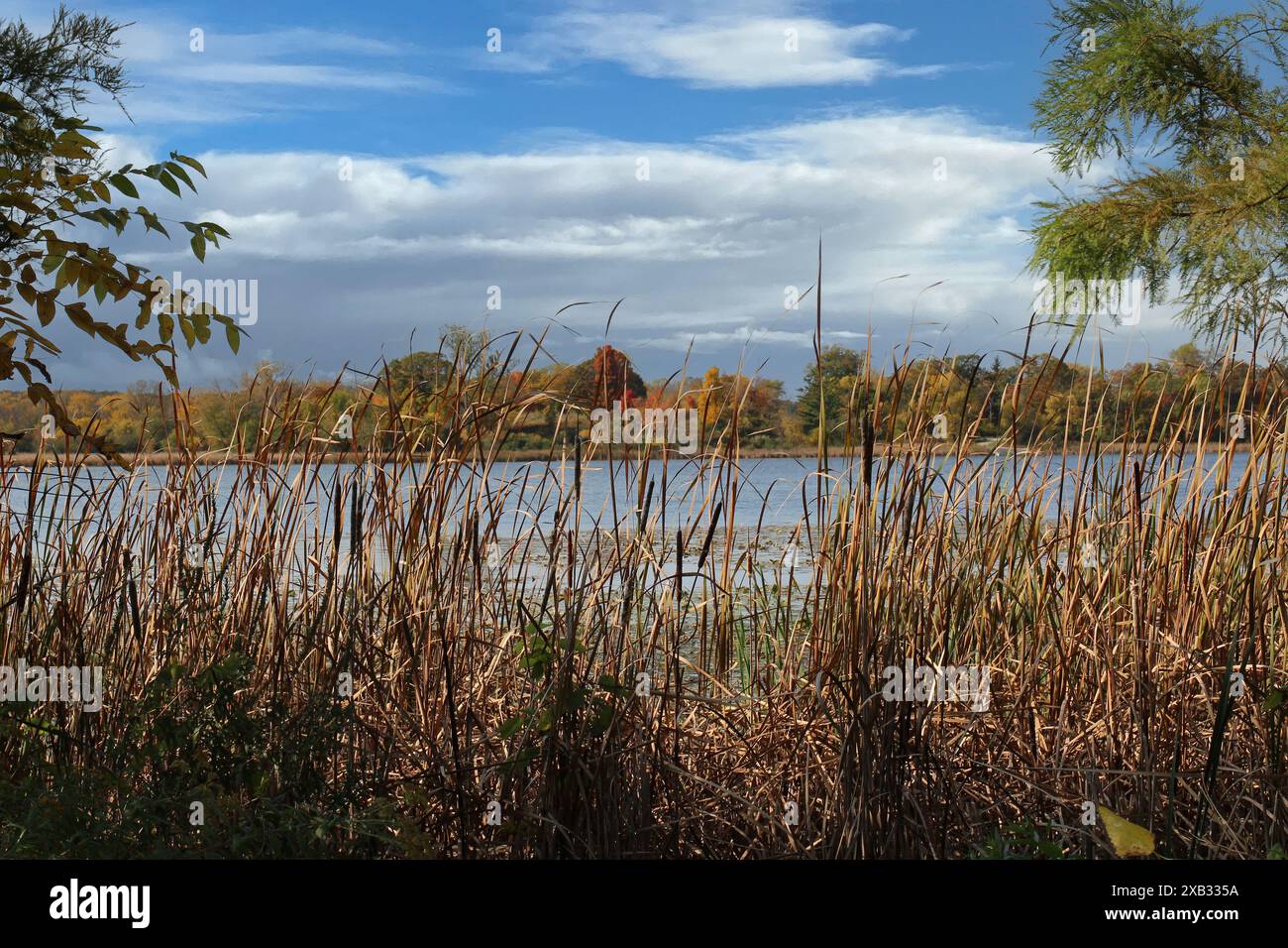 Peering through cattails at Hastings Lake, lined by a forest with fall ...