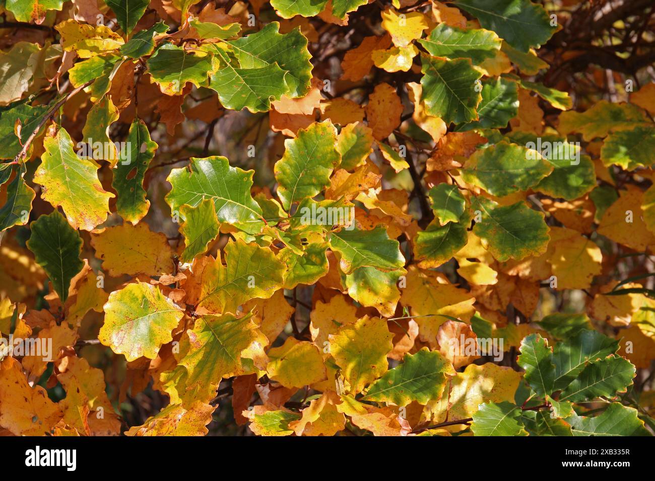 Close up of leaves turning from green to yellow, red and orange, on a ...