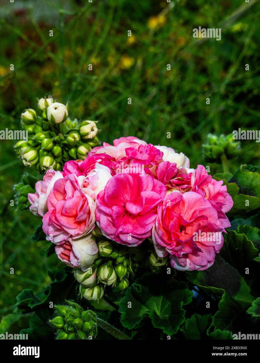 Marcada 'pink purple' (pelargonium} Stock Photo - Alamy