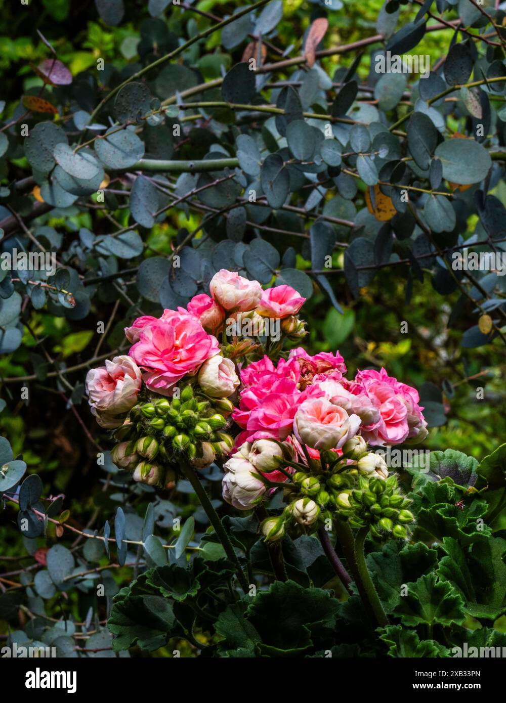 Marcada 'pink purple' (pelargonium} Stock Photo - Alamy