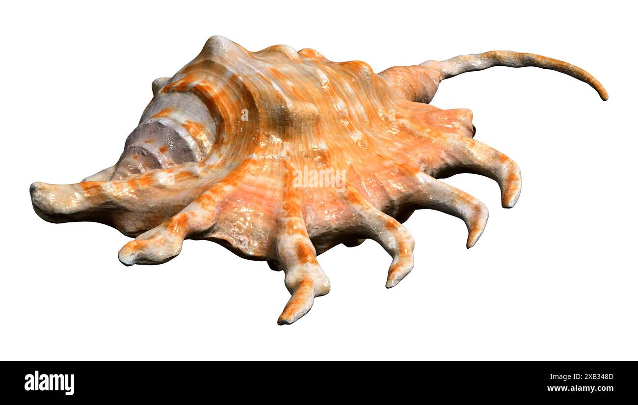 3D rendering of a sea shell Strombidae, or true conch isolated on white ...