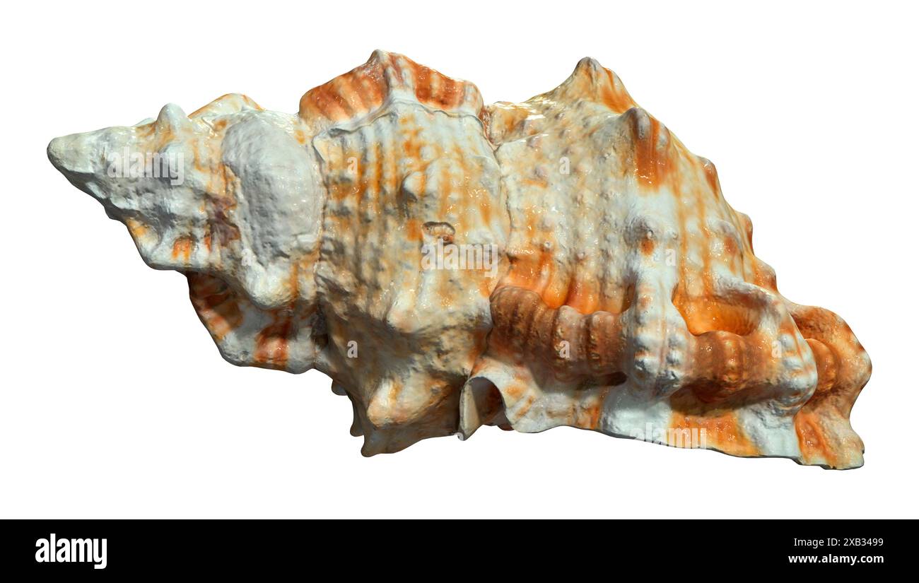 Muricidae hi-res stock photography and images - Alamy
