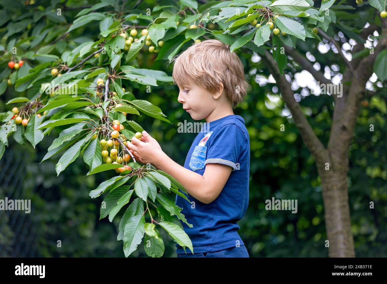 Cute child, school boy, eating cherries from the tree in garden, still ...