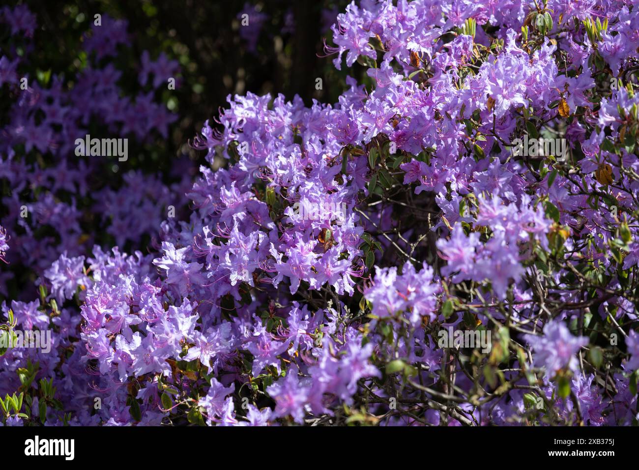 Rhododendron augustinii, the blue rhododendron or Augustine's ...