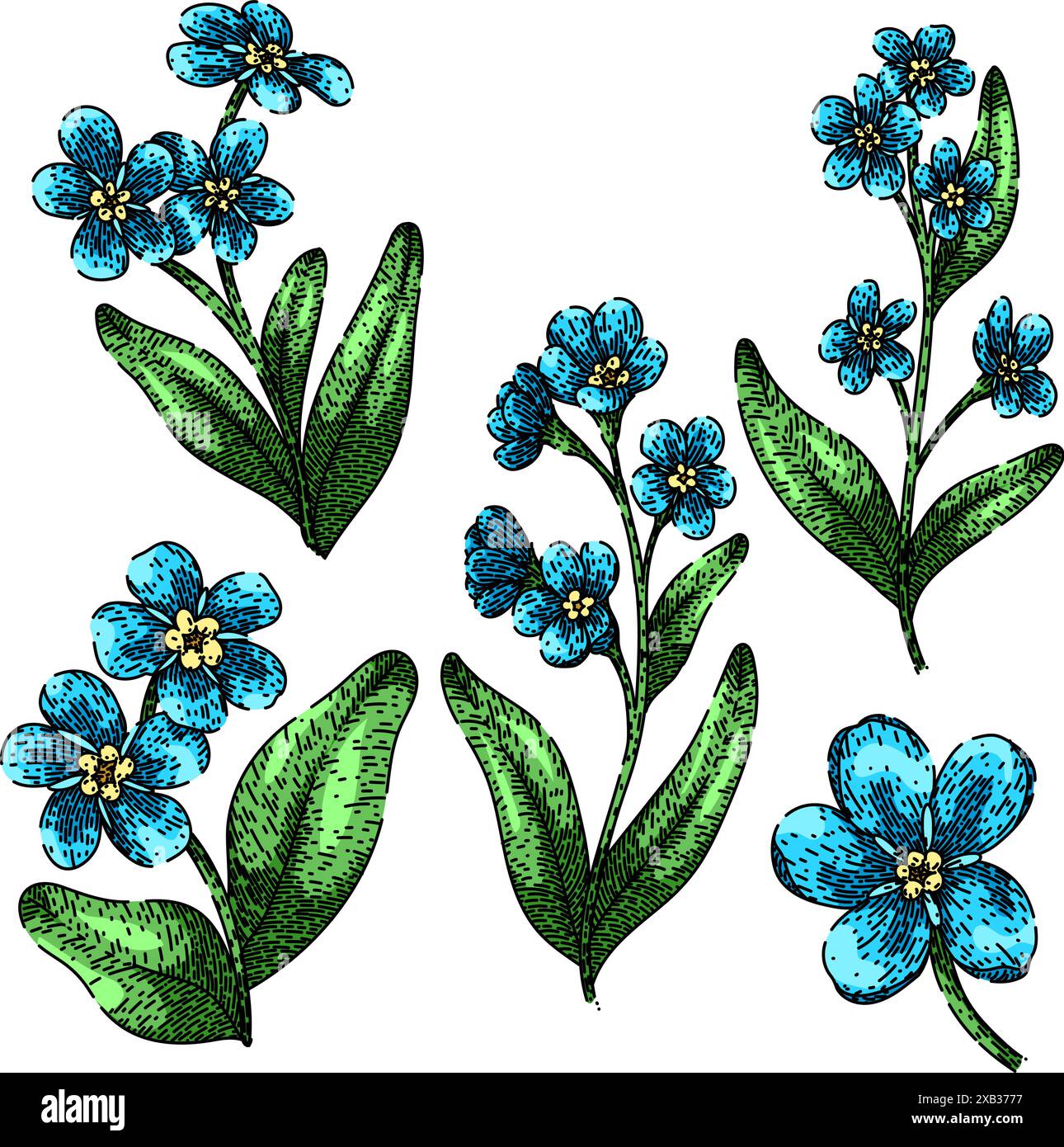 Small and blue forget me not flowers Stock Vector Images - Alamy