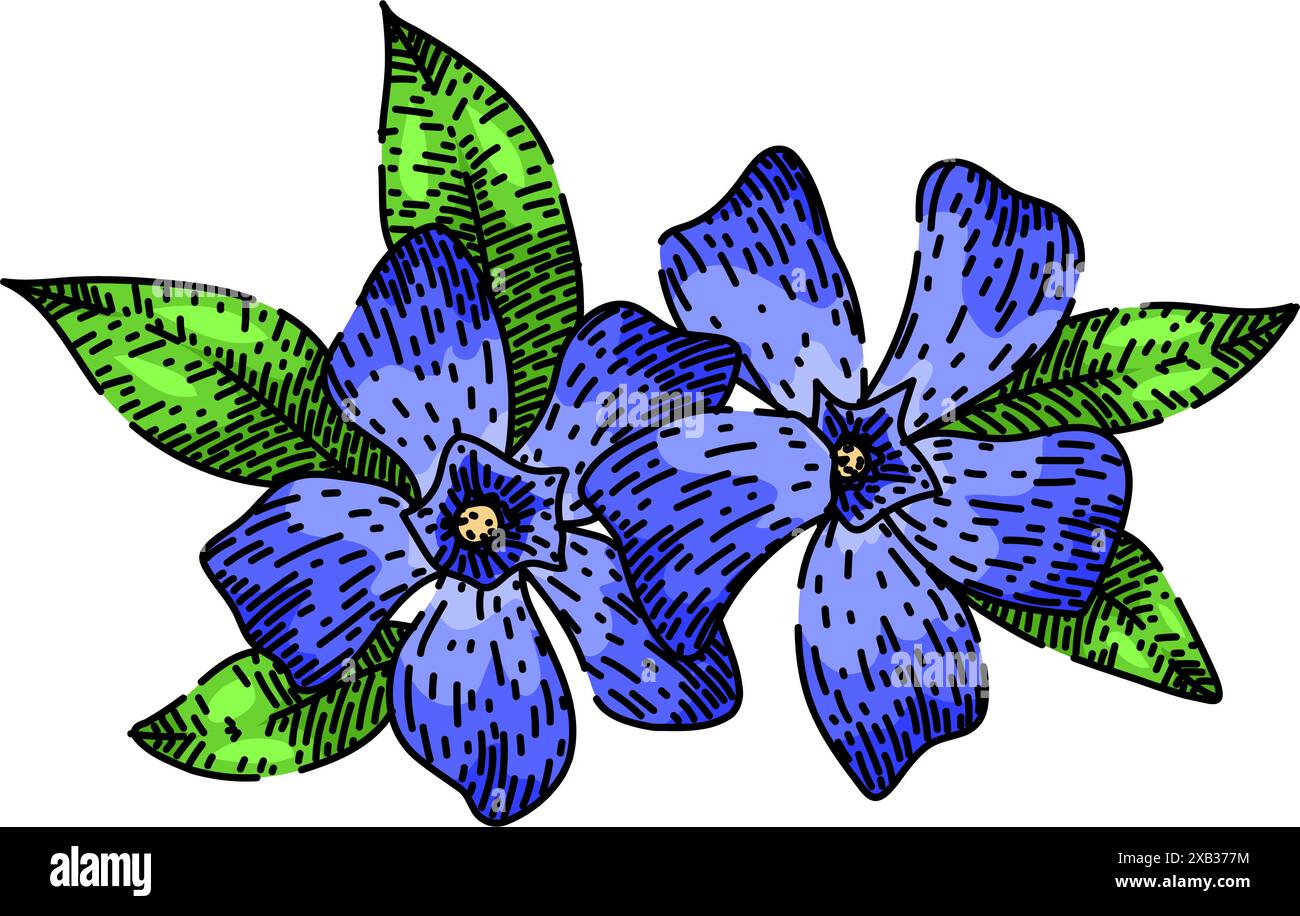 plant periwinkle sketch hand drawn vector Stock Vector Image & Art - Alamy
