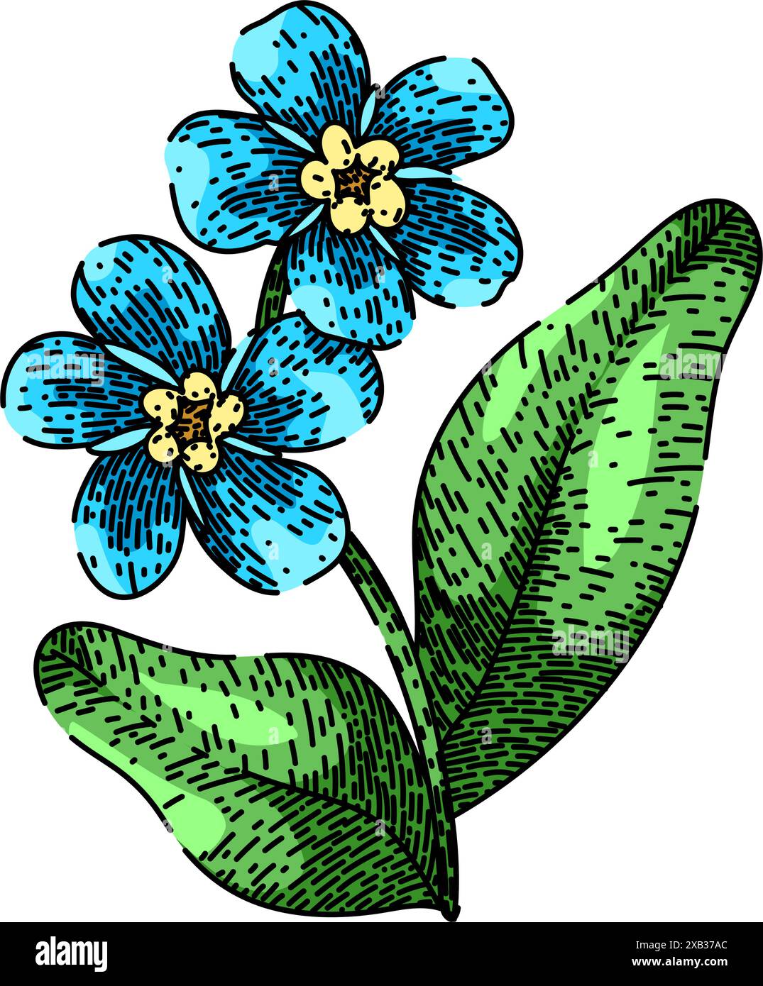 Blue Forget Me Not Sketch Hand Drawn Vector Stock Vector Image And Art
