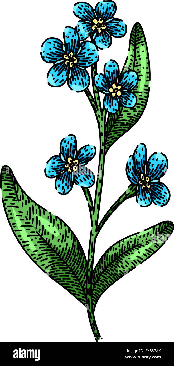 watercolor forget me not sketch hand drawn vector Stock Vector Image ...
