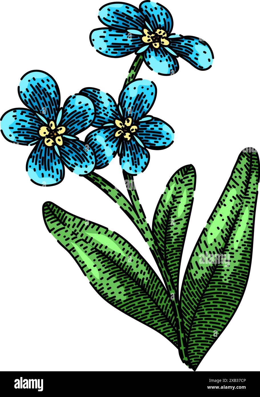 drawing forget me not sketch hand drawn vector Stock Vector Image & Art ...