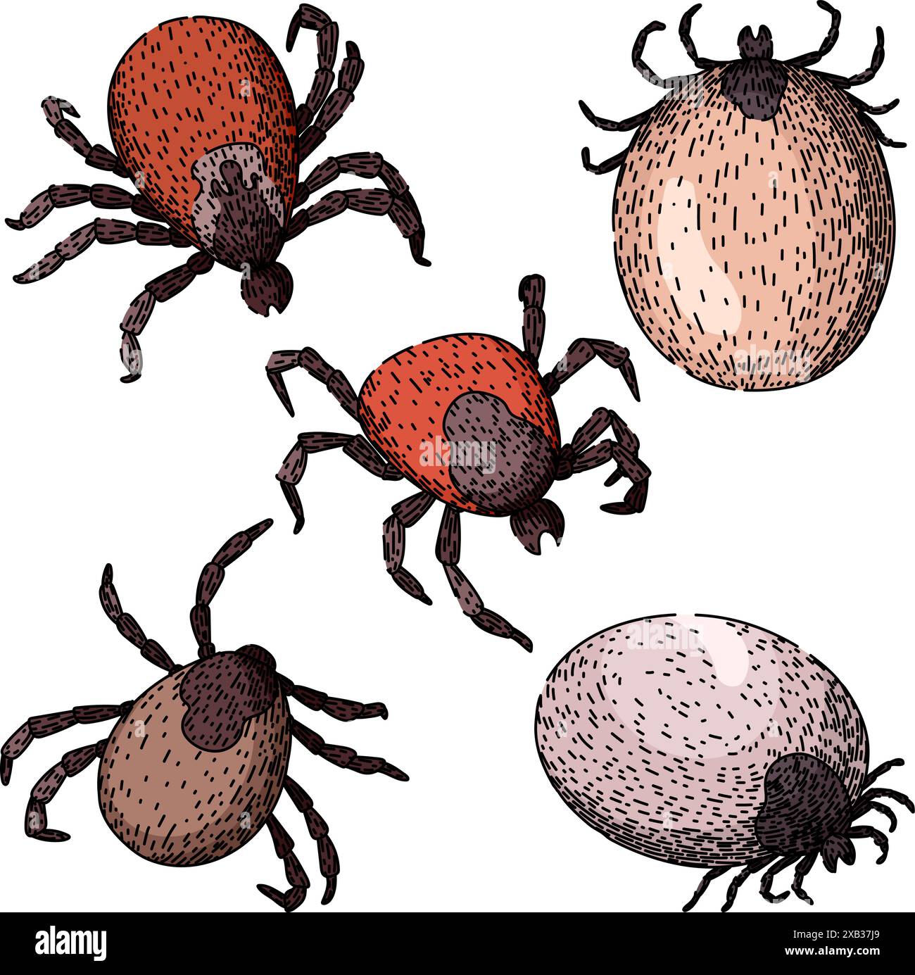 tick set sketch hand drawn vector Stock Vector Image & Art - Alamy tick set sketch hand drawn vector Stock Vector Image & Art - Alamy