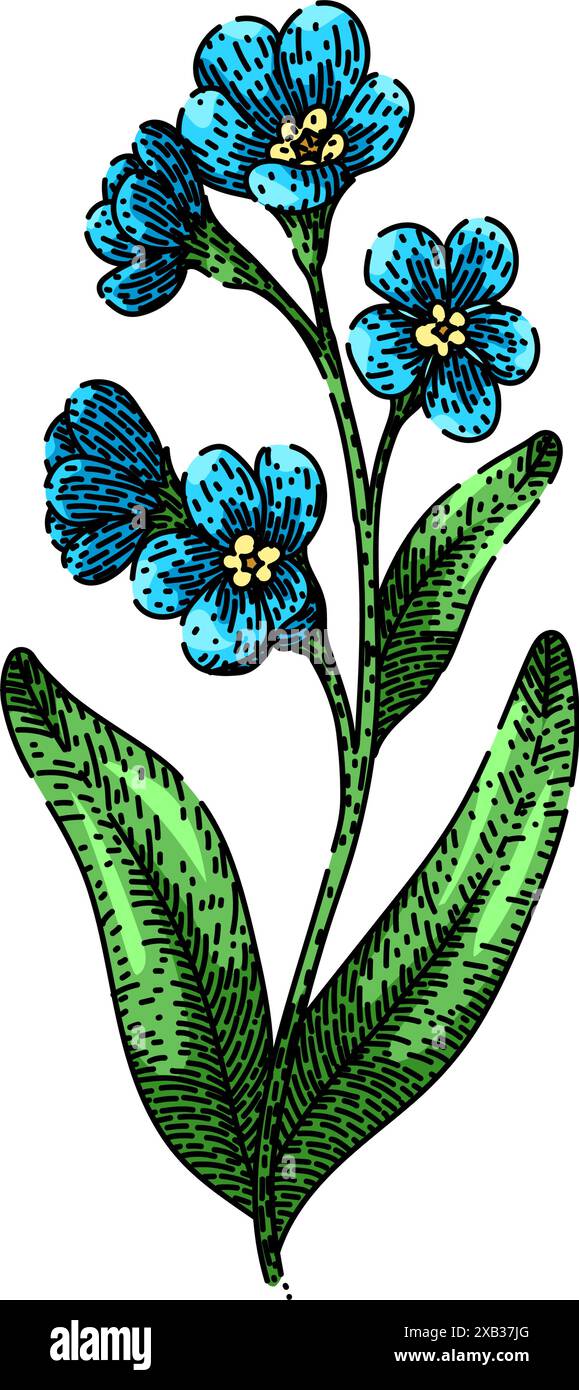 line forget me not sketch hand drawn vector Stock Vector Image & Art ...