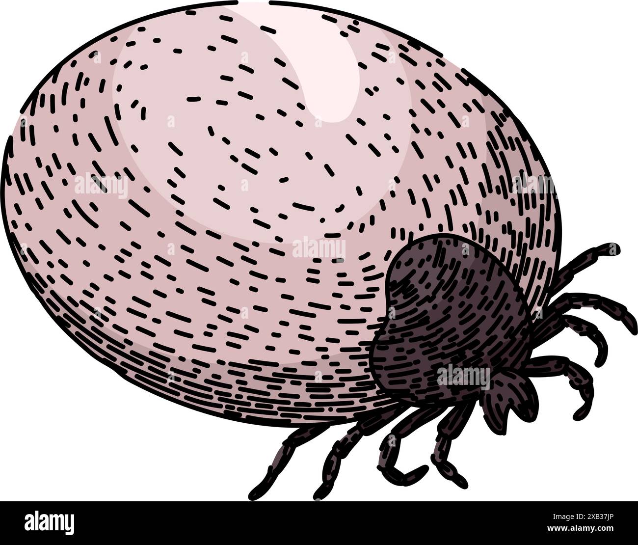 bug tick sketch hand drawn vector Stock Vector Image & Art - Alamy