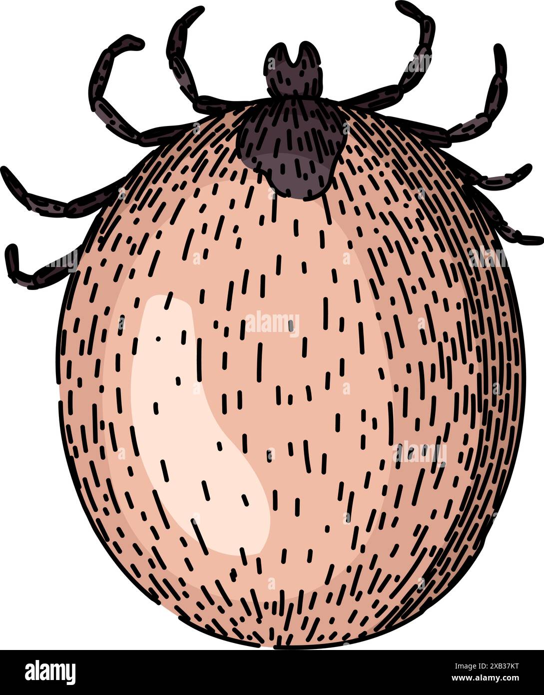 mite tick sketch hand drawn vector Stock Vector Image & Art - Alamy