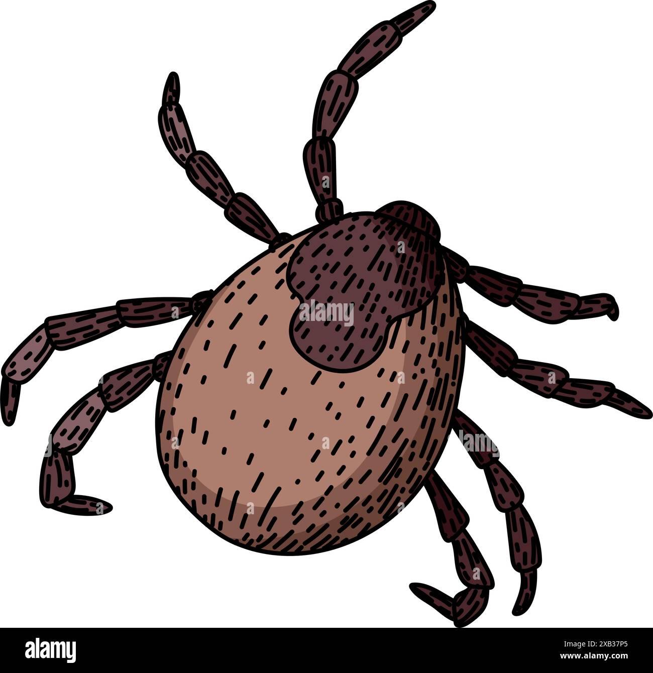 insect tick sketch hand drawn vector Stock Vector Image & Art - Alamy