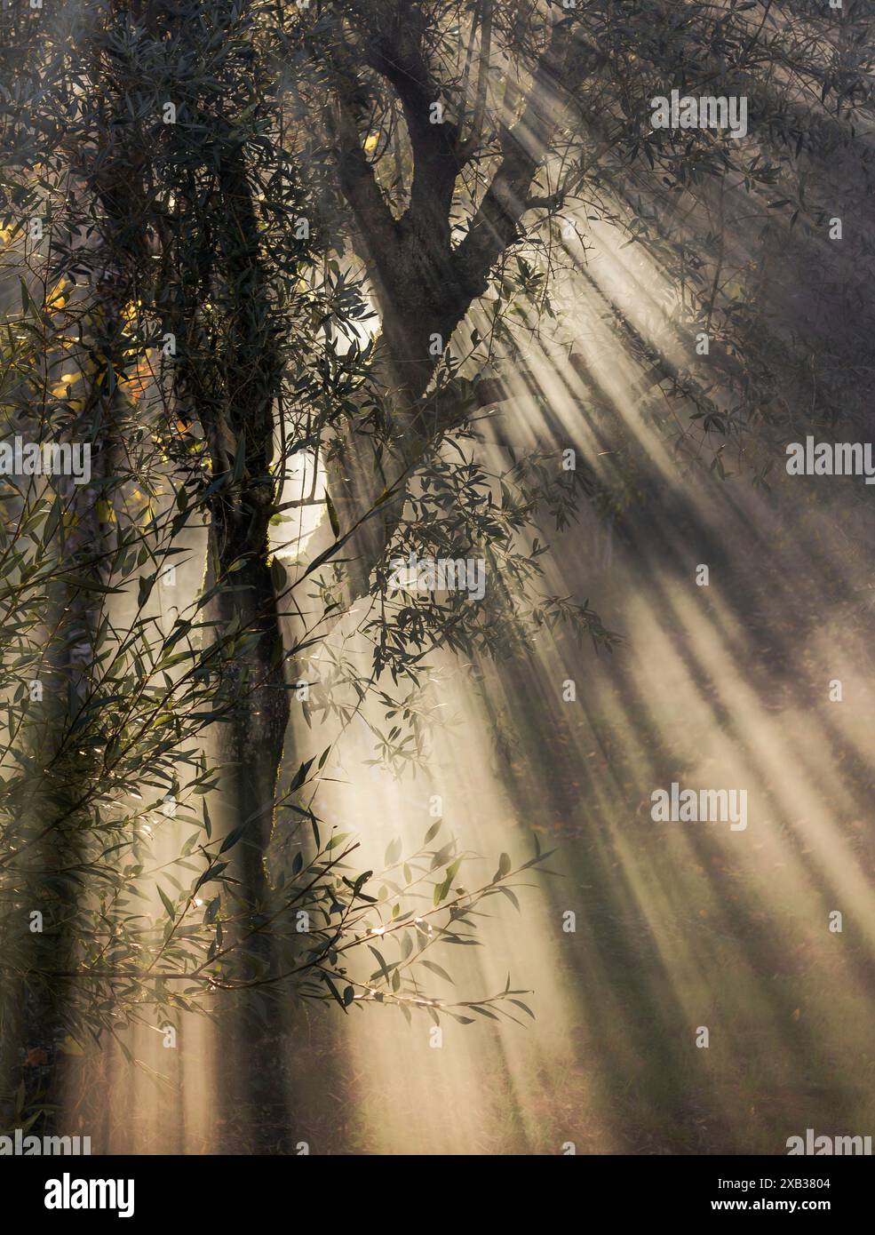 Autumn bonfire smoke in sunlight Stock Photo - Alamy