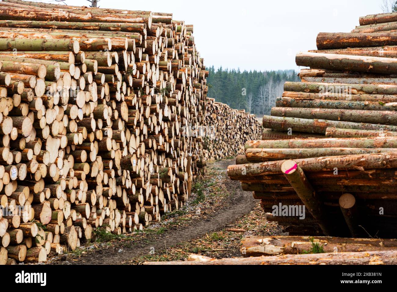 Stack of logs at lumber industry Stock Photo - Alamy
