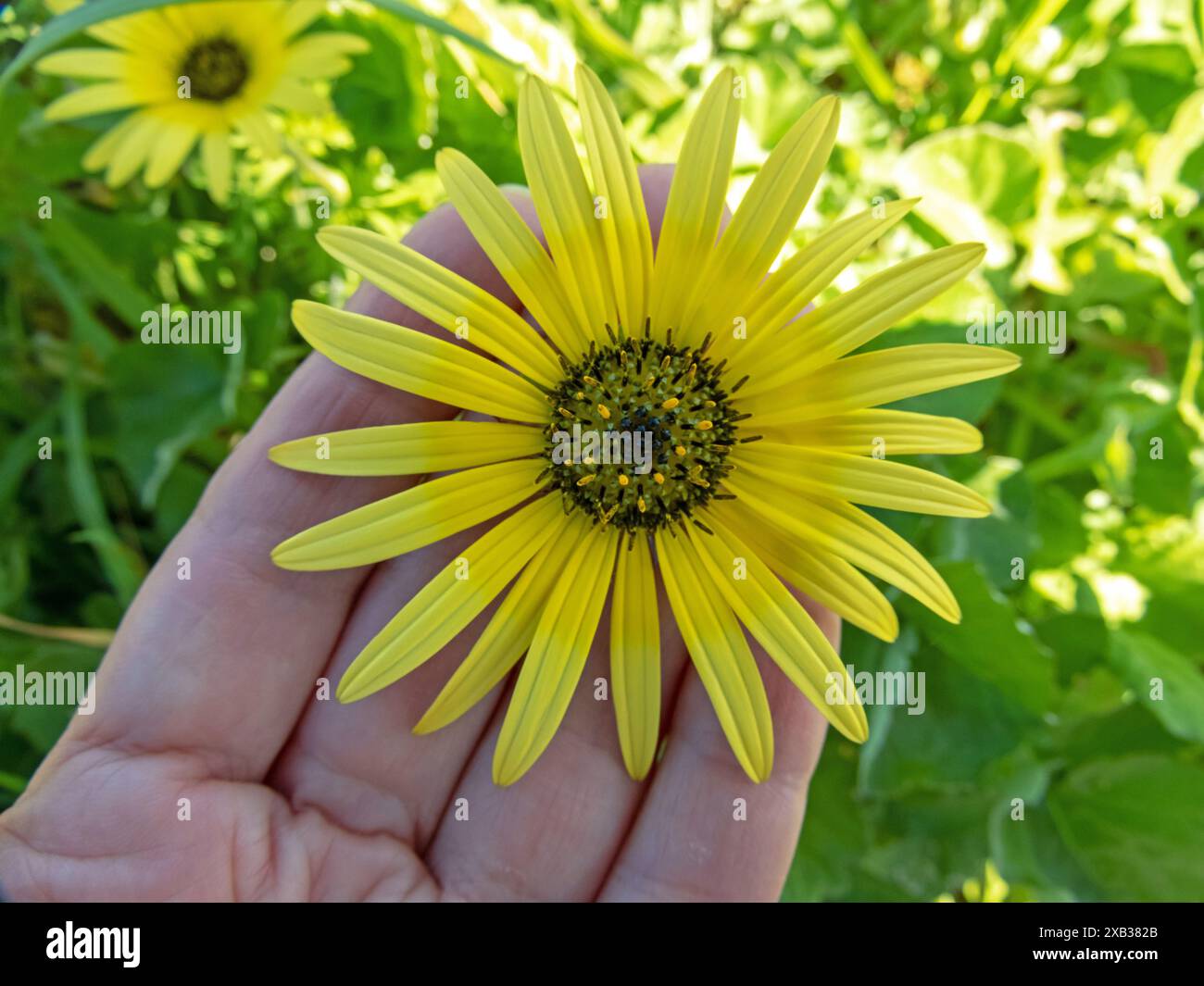 Capeweed flower hi-res stock photography and images - Alamy