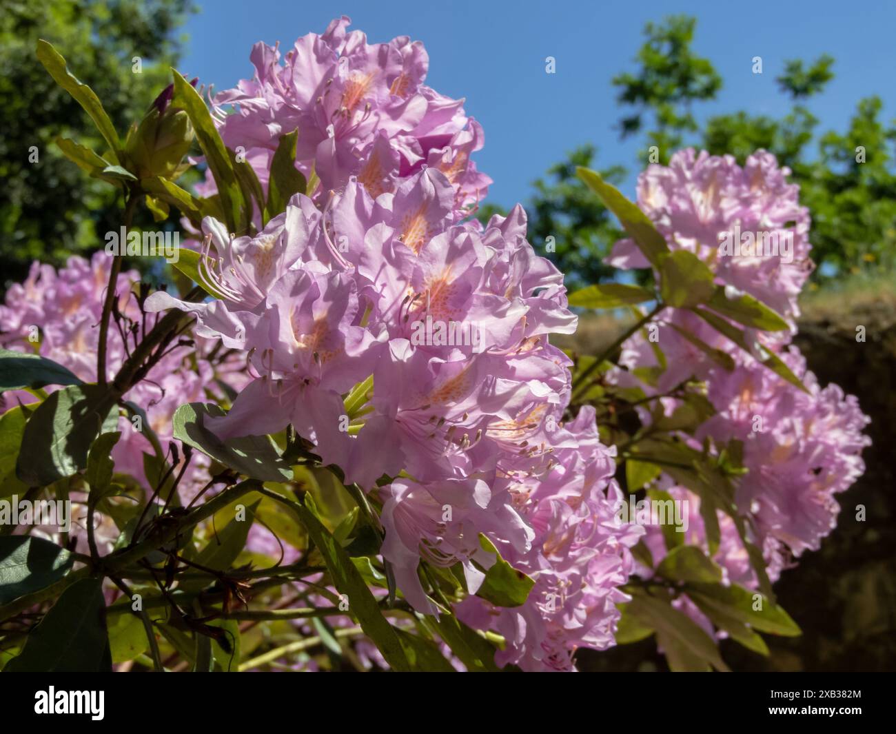 Rhododendron ponticum purple flowers in the sunny garden. Common ...