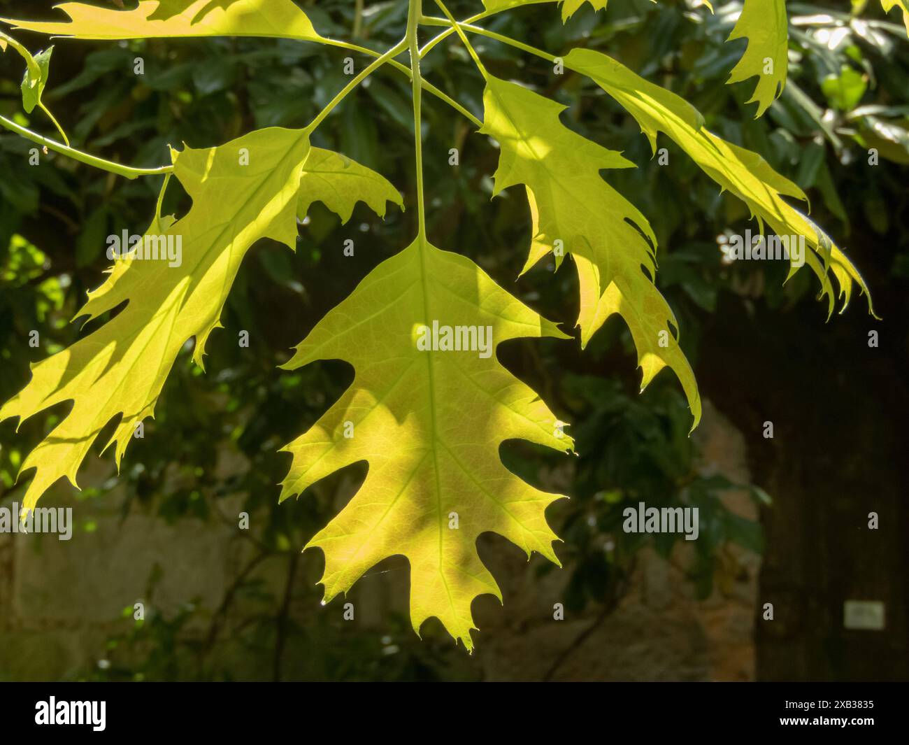 Northern red oak hi-res stock photography and images - Alamy