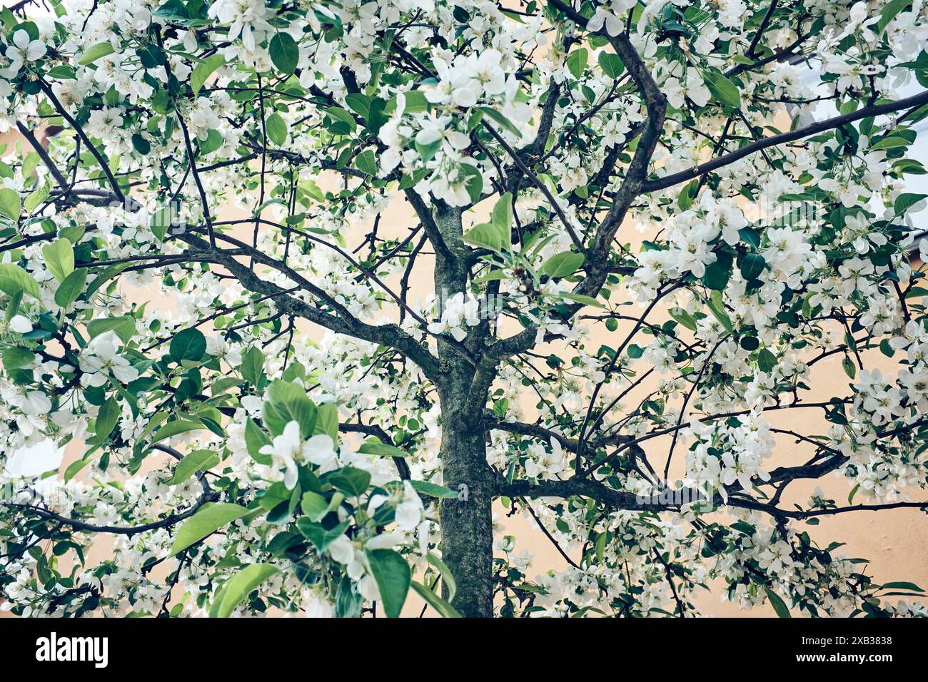 Bunch of flowers of an apple tree hi-res stock photography and images ...