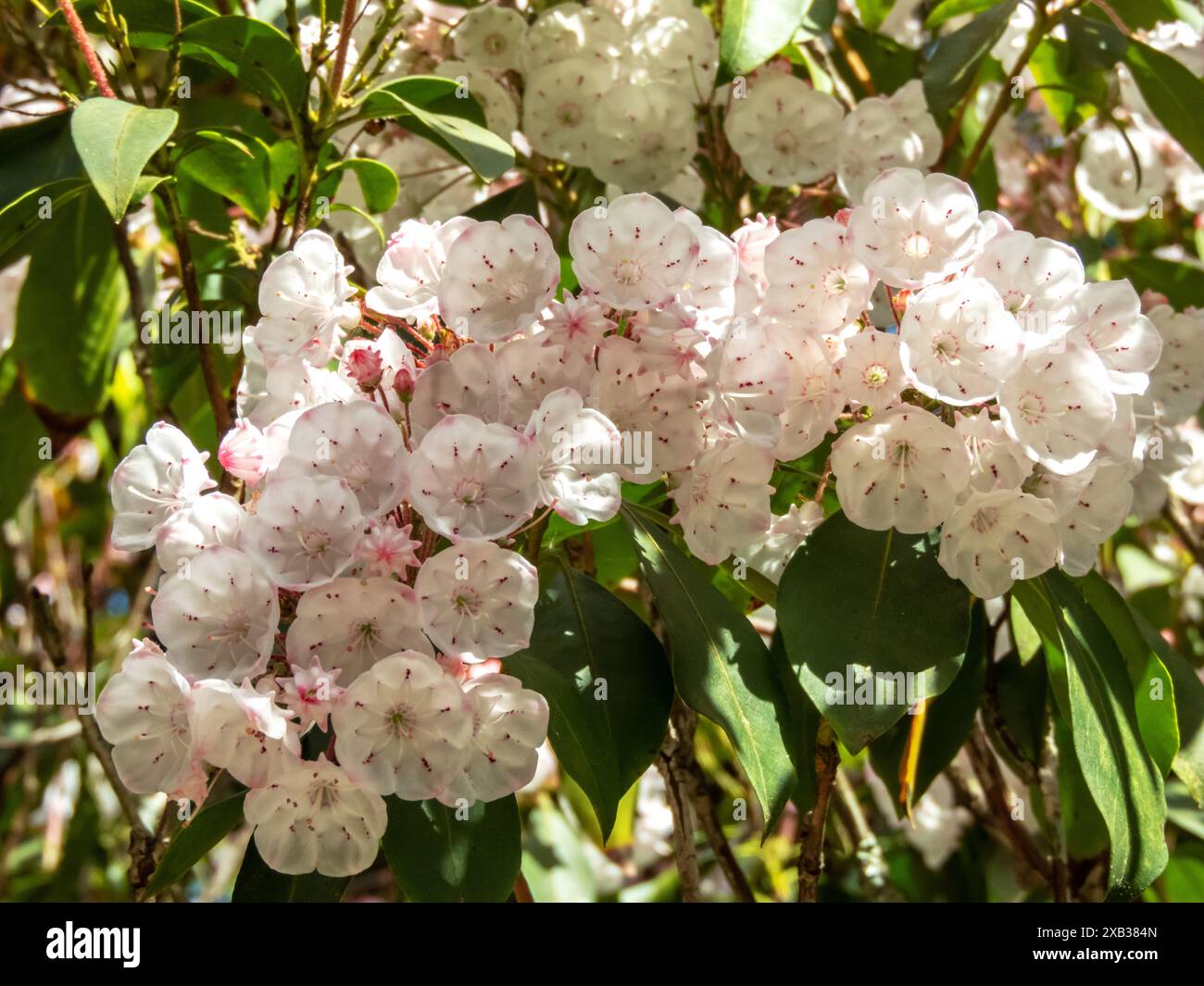 Mountain laurel flowering branches in the sunny garden. Kalmia ...