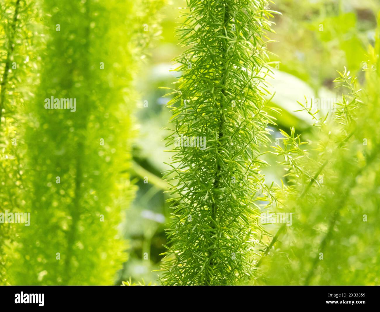 Asparagus fern hi-res stock photography and images - Alamy