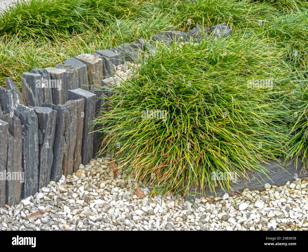 Green ornamental grass in the small urban garden with slate getails and ...
