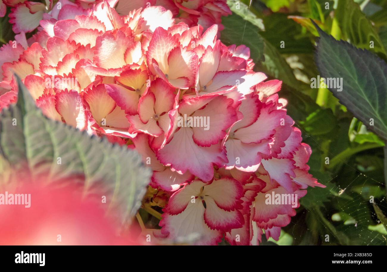 Hydrangea macrophylla plant cultivar flowers. White petals with pink serrated edge. Hortensia ...