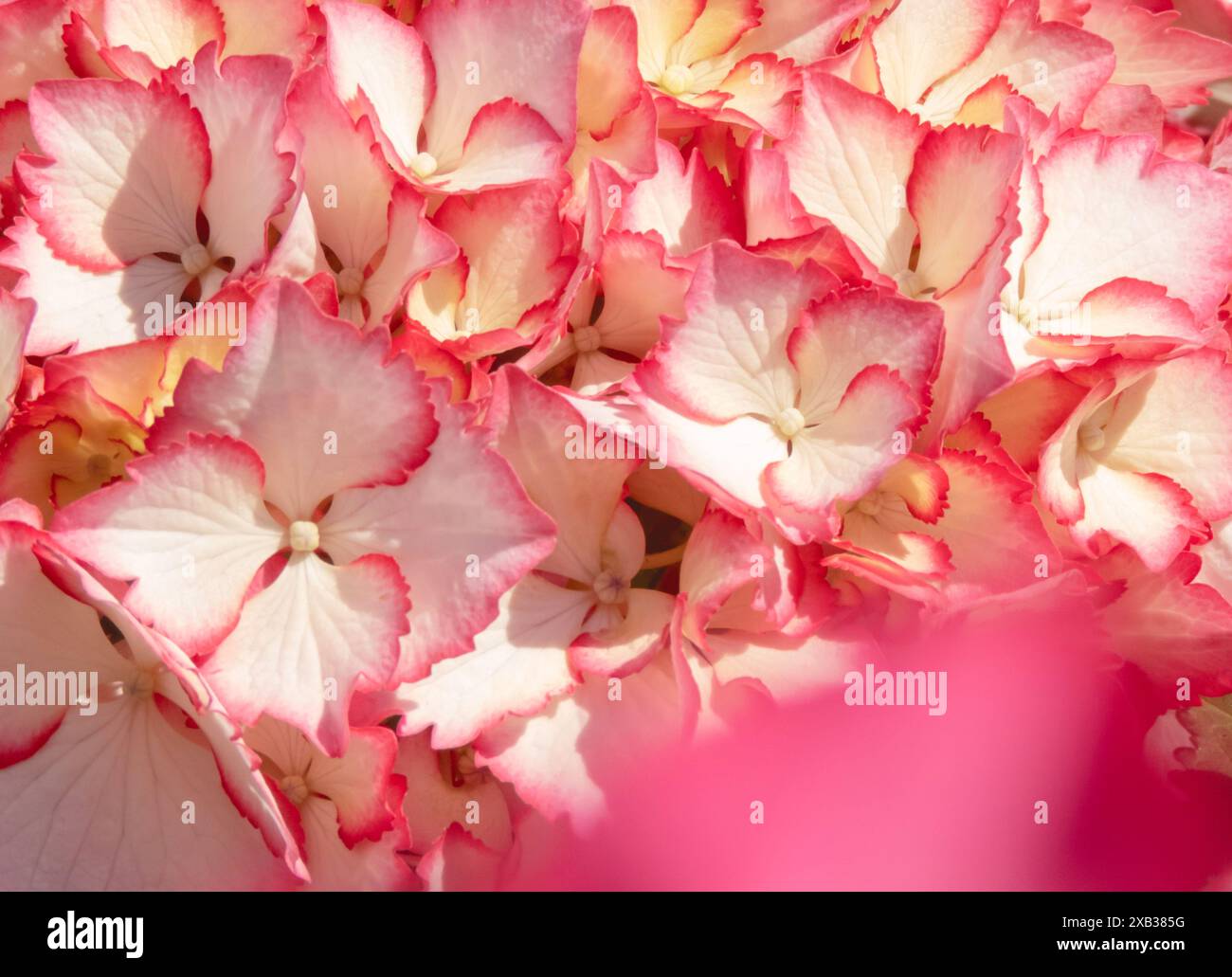 White with pink serrated edges beautiful hydrangea or hortensia flowers ...