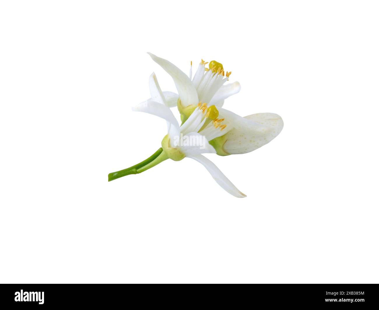 Orange tree blossom bunch isolated on white. White bitter orange citrus ...