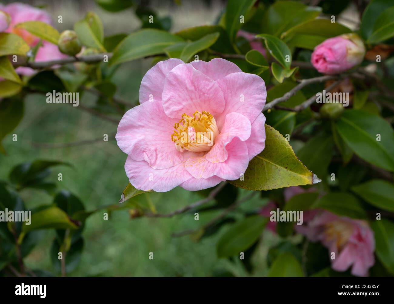 Semi double pink camellia flower hi-res stock photography and images ...