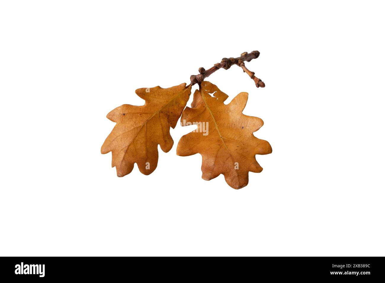 Oak tree branch with a couple of dry brown leaves isolated on white ...