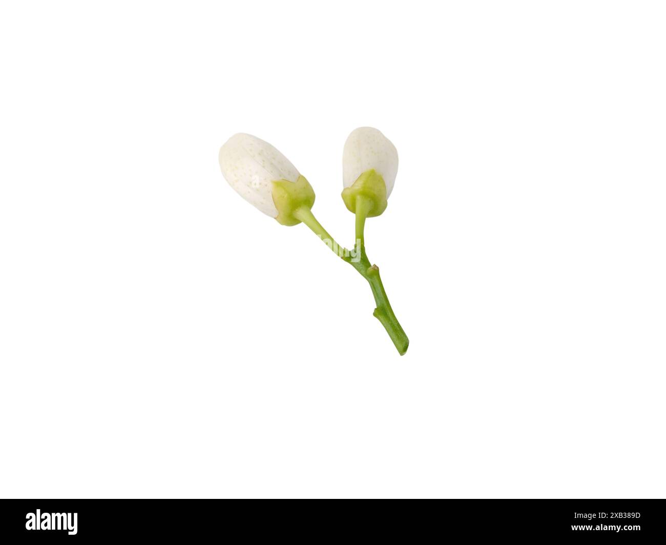 Orange tree buds isolated on white. White bitter orange citrus blossom ...