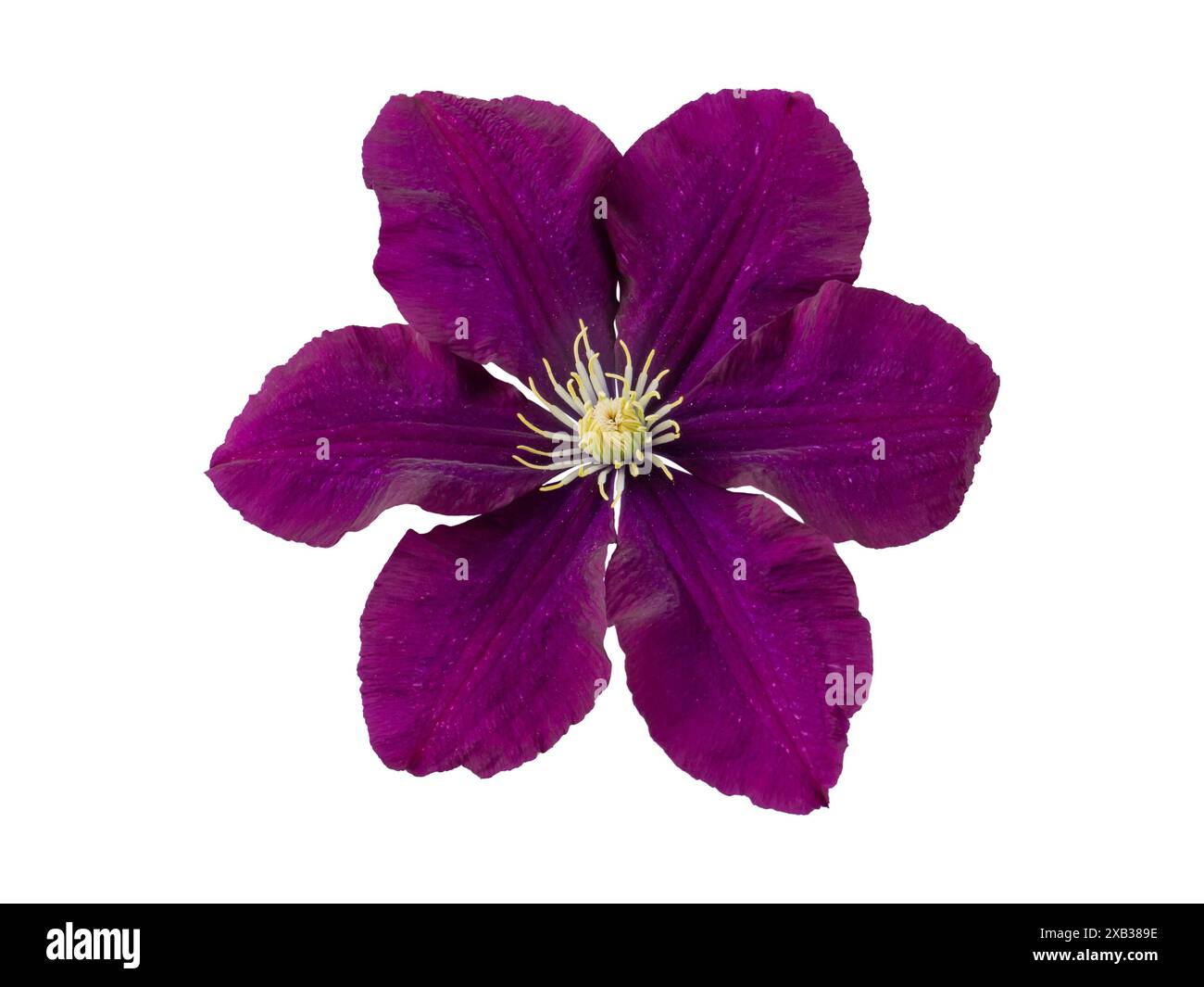 Velvety maroon purple clematis flower flatlay isolated on white ...