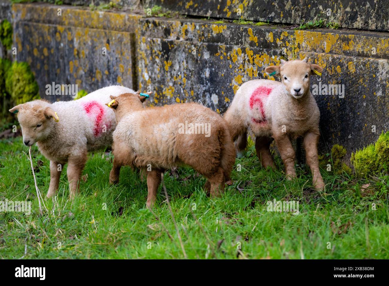 Old tan faced sheep hi-res stock photography and images - Alamy