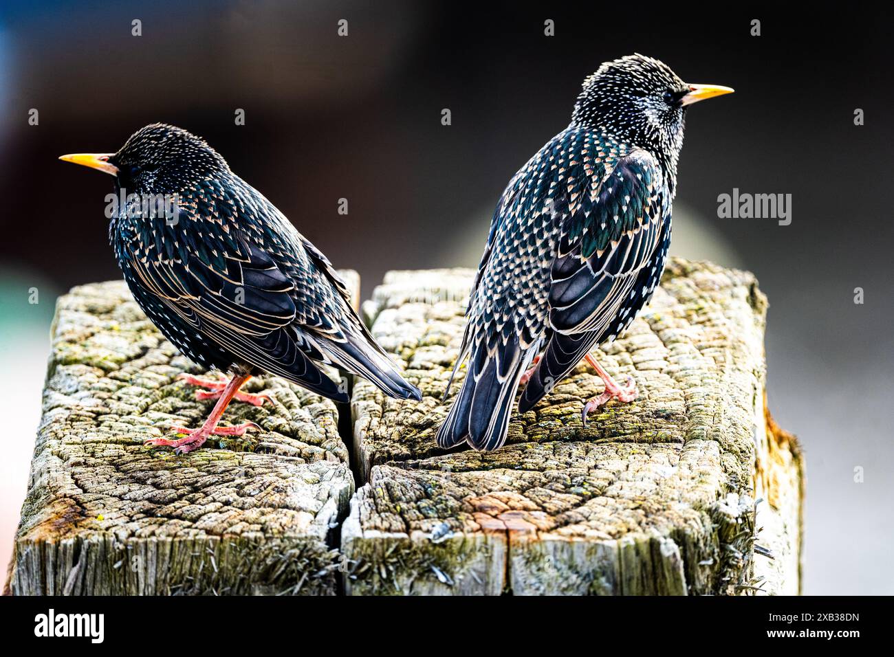 Dappled starling hi-res stock photography and images - Alamy