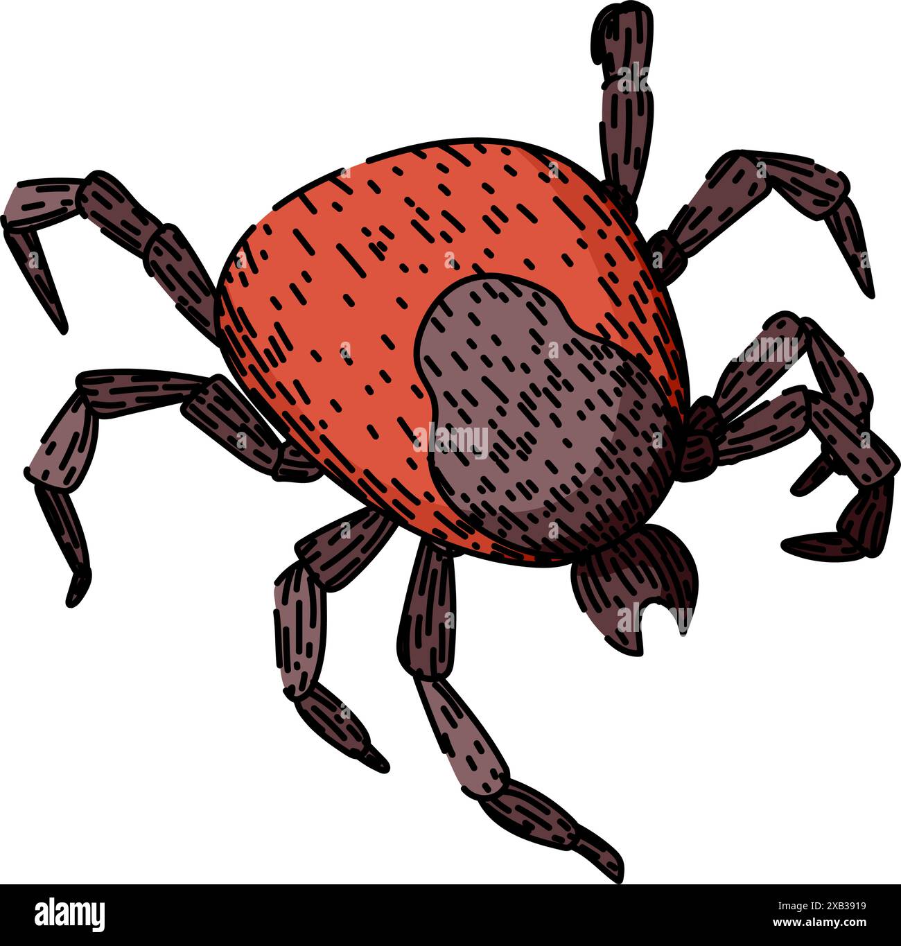 lyme tick sketch hand drawn vector Stock Vector Image & Art - Alamy