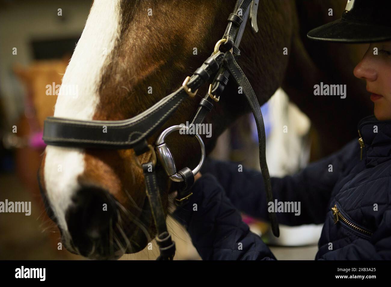 Girl adjusting bridle on horse in stable Stock Photo - Alamy