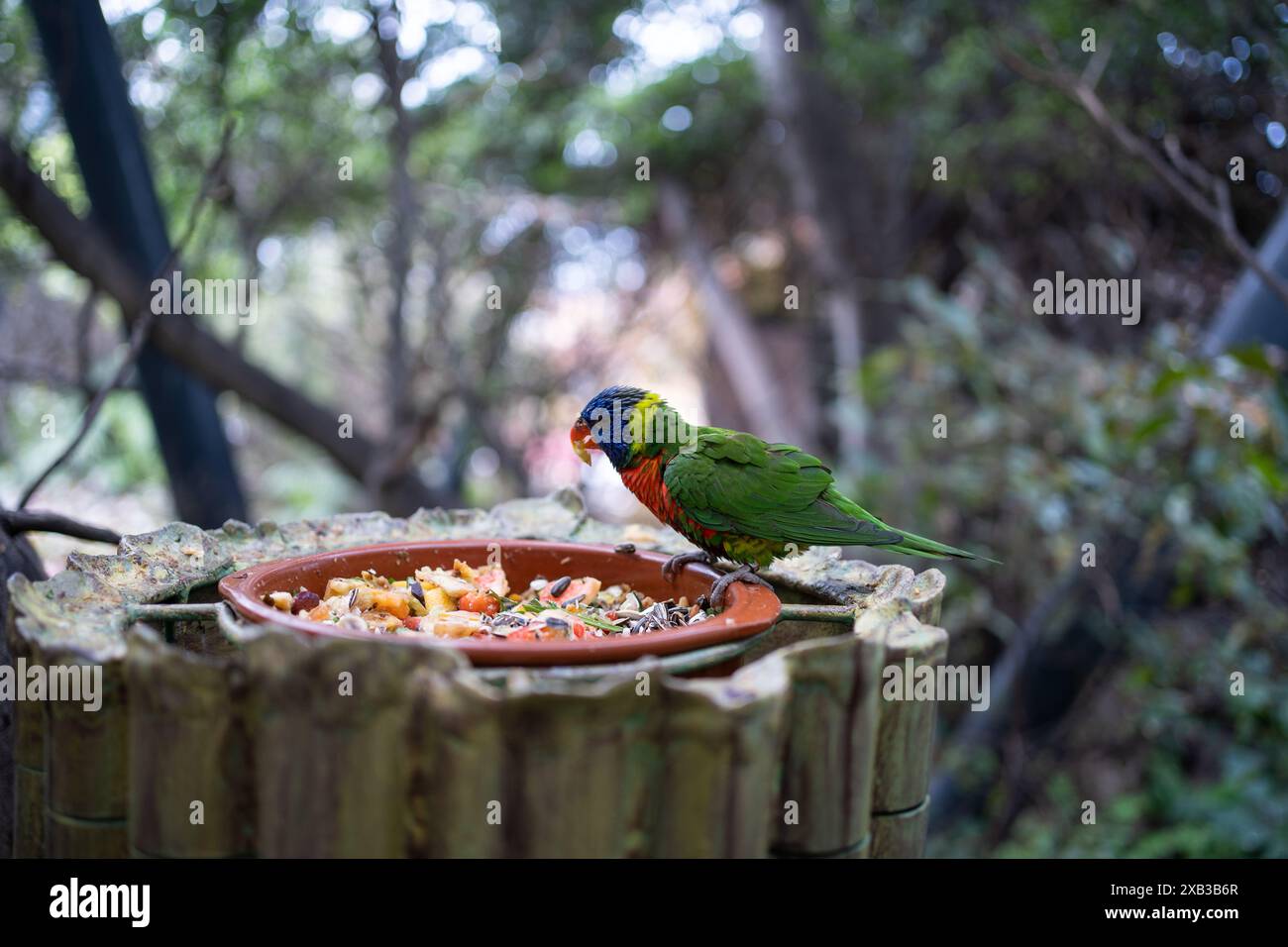 Loriini bird eating food in tropical zoo outdoors Stock Photo - Alamy