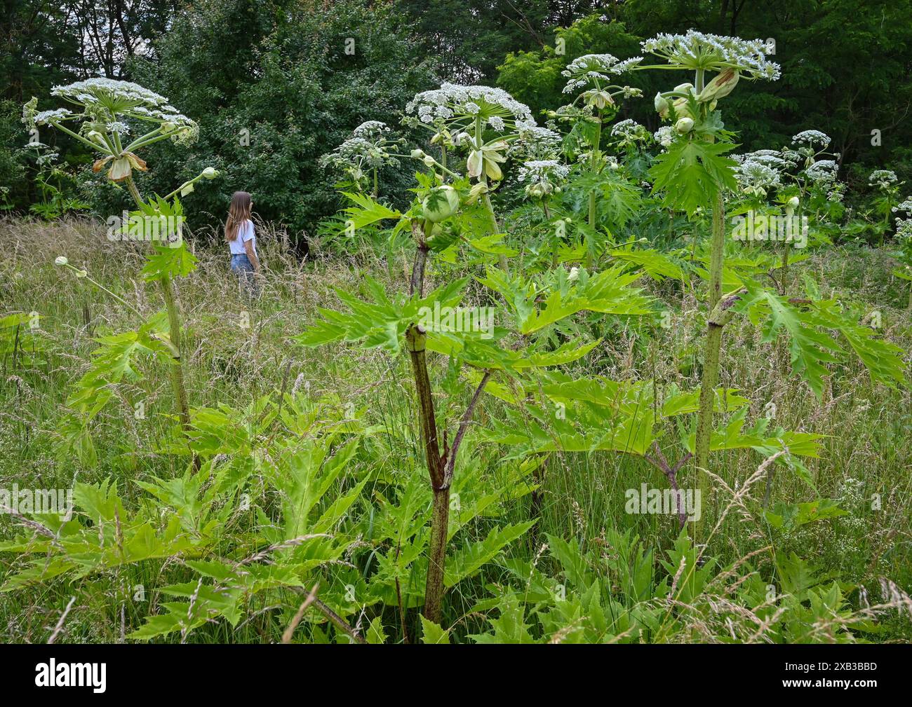 Hogweed Identification