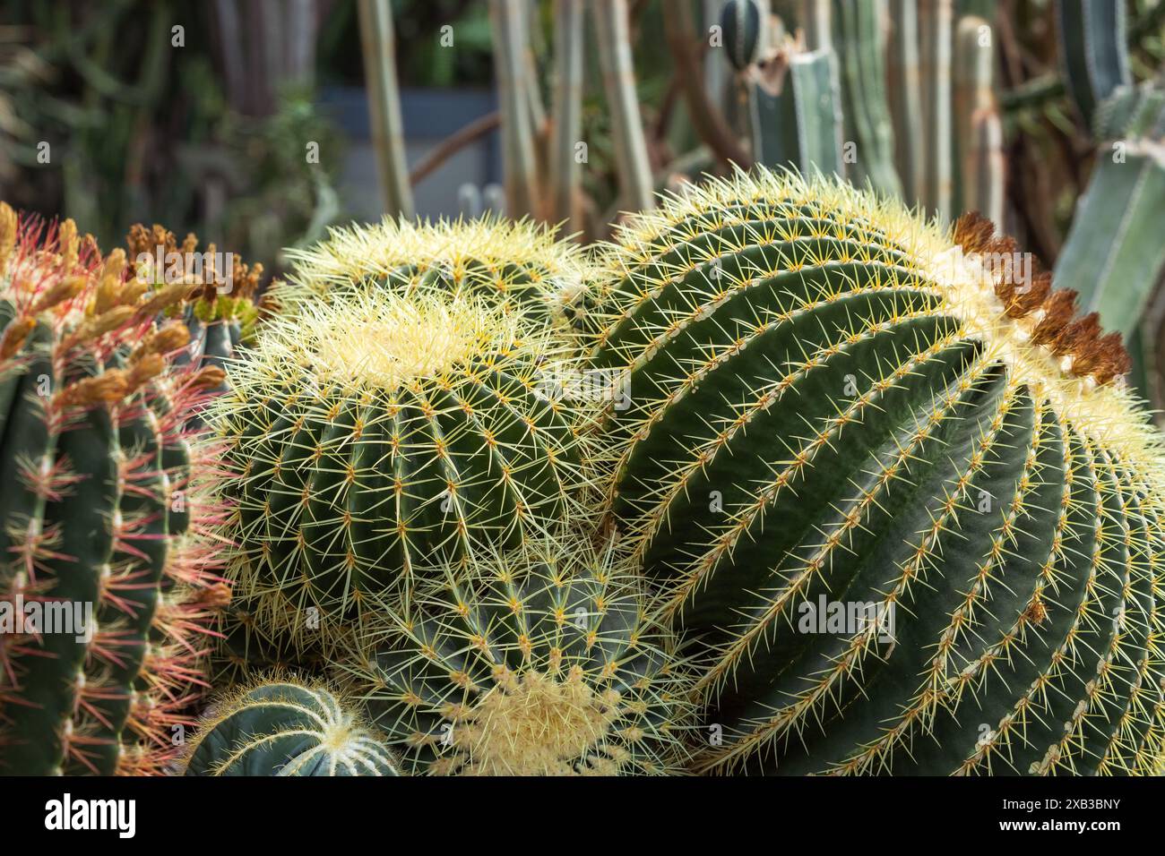 beautiful green plants cactus with spikes Stock Photo - Alamy